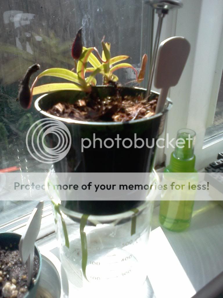 Care tips for N. mikei - FlyTrapCare Forums