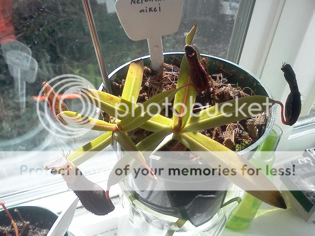 Care tips for N. mikei - FlyTrapCare Forums