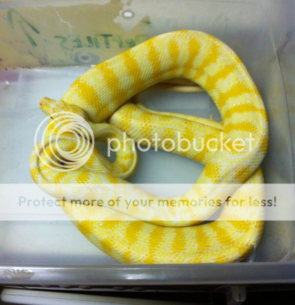 4yo Albino Darwin Carpet Pythons | Aussie Pythons & Snakes Forum