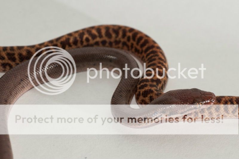 Pygmy Pythons | Aussie Pythons & Snakes Forum