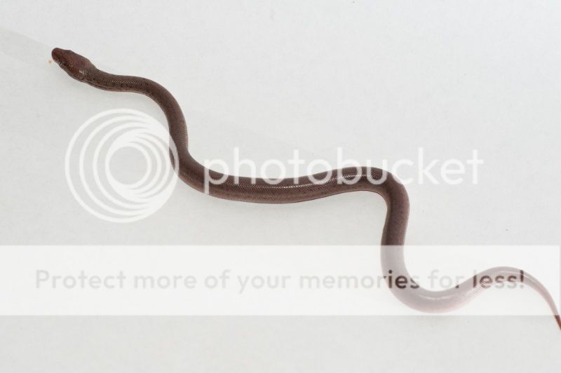 Pygmy Pythons | Aussie Pythons & Snakes Forum